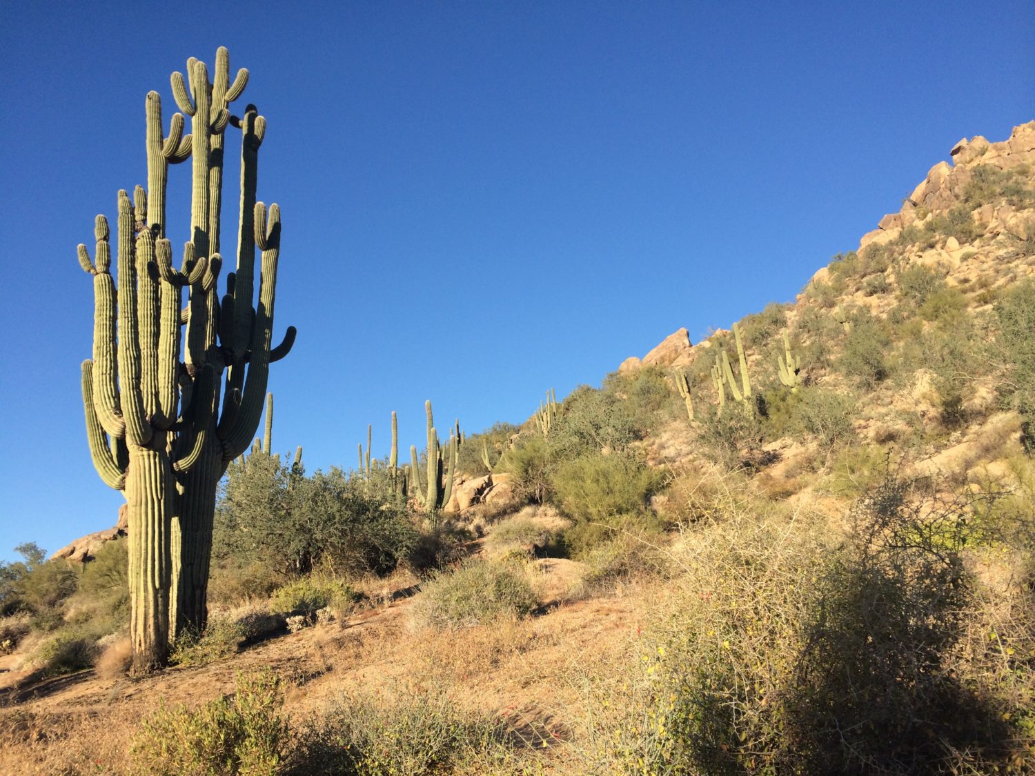 20+ Things to Do in Phoenix for Spring Break with Teens - Sweet Shoppe ...