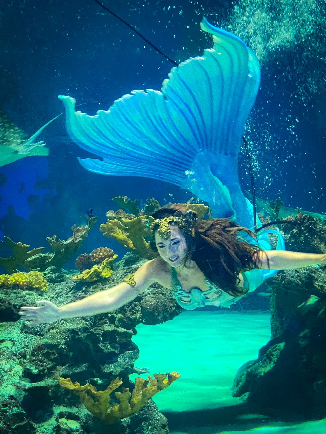 Mermaids at back at OdySea Aquarium in Scottsdale - Sweet Shoppe Mom ...